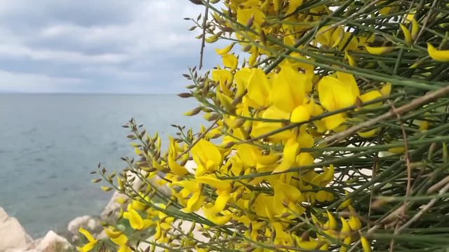 "Spanish Broom" Images – Browse 396 Stock Photos, Vectors, and Video ...