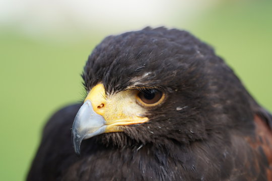 รูปภาพValk – เลือกดูภาพถ่ายสต็อก เวกเตอร์ และวิดีโอ329 | Adobe Stock