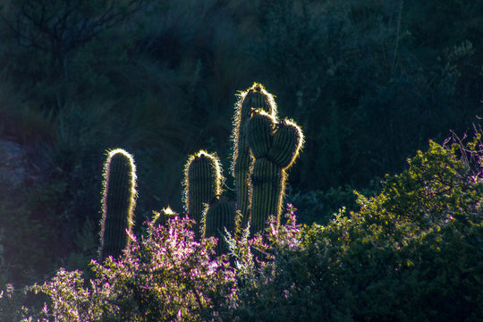 รูปภาพPenca – เลือกดูภาพถ่ายสต็อก เวกเตอร์ และวิดีโอ740 | Adobe Stock