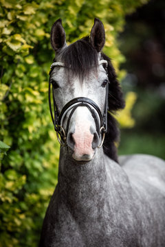 รูปภาพApfelschimmel – เลือกดูภาพถ่ายสต็อก เวกเตอร์ และวิดีโอ491 | Adobe ...