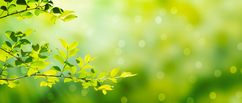 Free Leaves Images – Browse 66,618 Free Stock Photos, Vectors, and ...