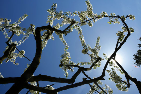 รูปภาพPlum-Tree – เลือกดูภาพถ่ายสต็อก เวกเตอร์ และวิดีโอ1,552 | Adobe Stock