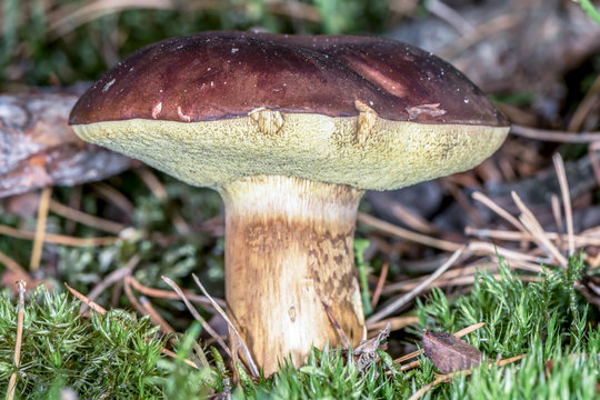 「Braunkappe」の写真素材 | 626件の無料イラスト画像 | Adobe Stock