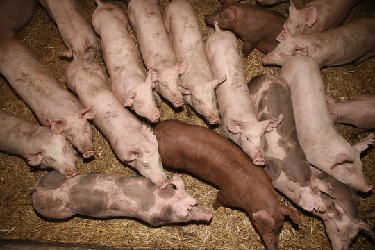 Pig-Farm Bilder – Durchsuchen 1,663 Archivfotos, Vektorgrafiken und ...