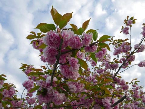 Lilla Bilder – Durchsuchen 6,118 Archivfotos, Vektorgrafiken und Videos ...