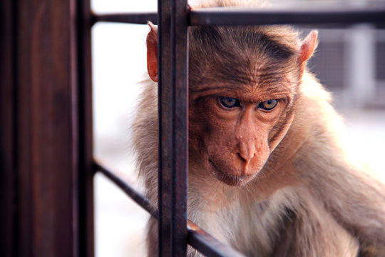 Moneky Images – Browse 222 Stock Photos, Vectors, and Video | Adobe Stock