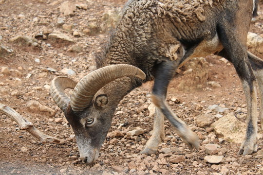 1,896 件の最適な Rammen 画像、ストック写真、ベクター | Adobe Stock