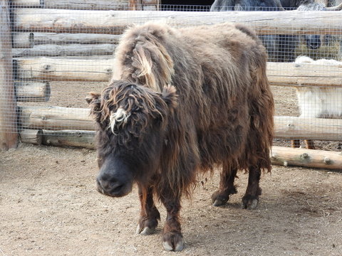 Sarlag Images – Browse 41 Stock Photos, Vectors, and Video | Adobe Stock