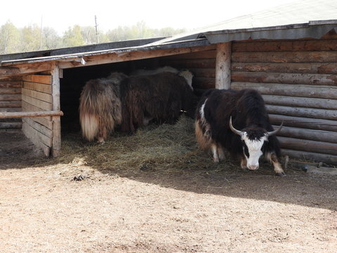 Sarlag Images – Browse 41 Stock Photos, Vectors, and Video | Adobe Stock