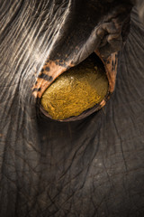 Elephant Poop photos, royalty-free images, graphics, vectors & videos ...