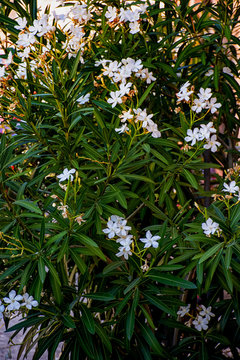 Capuyo Bilder – Durchsuchen 65 Archivfotos, Vektorgrafiken und Videos ...