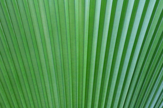 รูปภาพAnahaw – เลือกดูภาพถ่ายสต็อก เวกเตอร์ และวิดีโอ389 | Adobe Stock