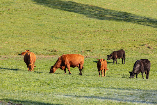 Weidetiere bilder – Bläddra bland 531 stockfoton, vektorer och videor ...