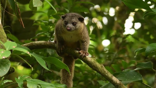รูปภาพOlingo – เลือกดูภาพถ่ายสต็อก เวกเตอร์ และวิดีโอ34 | Adobe Stock