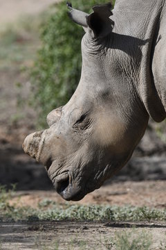 รูปภาพBraconnier – เลือกดูภาพถ่ายสต็อก เวกเตอร์ และวิดีโอ183 | Adobe Stock