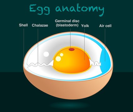 Chalaza 이미지 – 찾아보기 126 스톡 사진, 벡터 및 비디오 | Adobe Stock