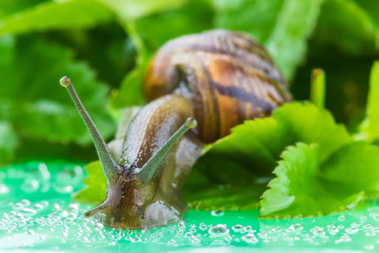 รูปภาพGraminivorous – เลือกดูภาพถ่ายสต็อก เวกเตอร์ และวิดีโอ522 | Adobe ...