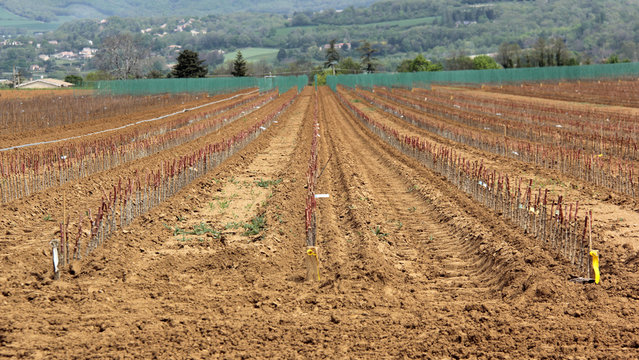 Marcottage Images – Browse 45 Stock Photos, Vectors, and Video | Adobe ...