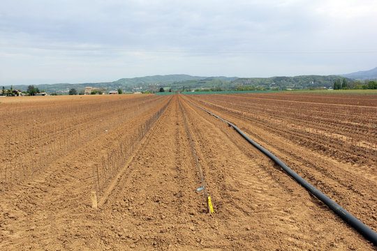 Marcottage Images – Browse 45 Stock Photos, Vectors, and Video | Adobe ...