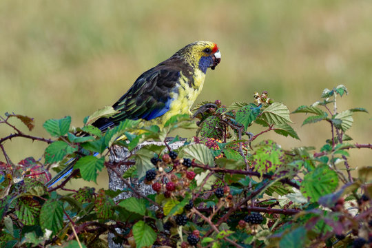 "Green Rosella" Images – Browse 89 Stock Photos, Vectors, and Video ...