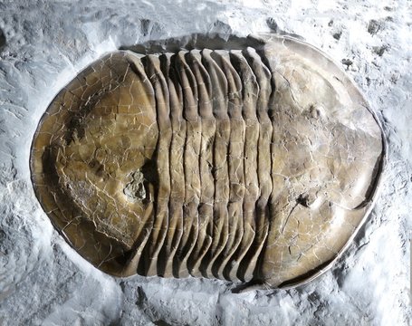 「Arachnomorpha」の画像 - 38 件の Stock 写真、ベクターおよびビデオ | Adobe Stock