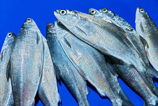 Milkfish Images – Browse 1,430 Stock Photos, Vectors, and Video | Adobe ...