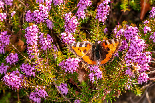 รูปภาพCarnea – เลือกดูภาพถ่ายสต็อก เวกเตอร์ และวิดีโอ2,042 | Adobe Stock