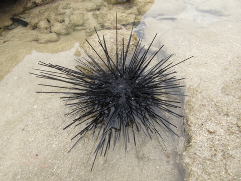 Echinozoa Images – Browse 47 Stock Photos, Vectors, and Video | Adobe Stock