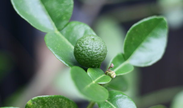 รูปภาพKabuyaw – เลือกดูภาพถ่ายสต็อก เวกเตอร์ และวิดีโอ13 | Adobe Stock