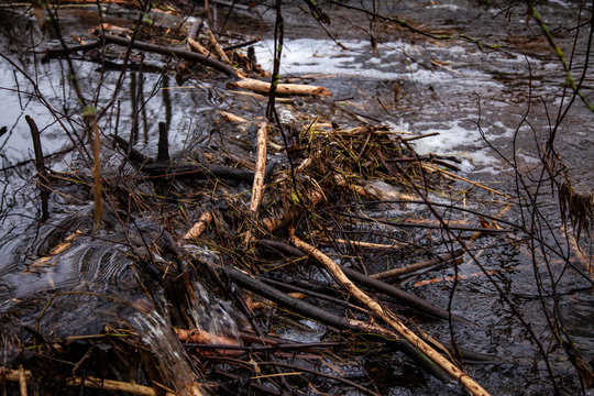 3,957 BESTE Biberbau BILDER, STOCK-FOTOS & -VEKTORGRAFIKEN | Adobe Stock