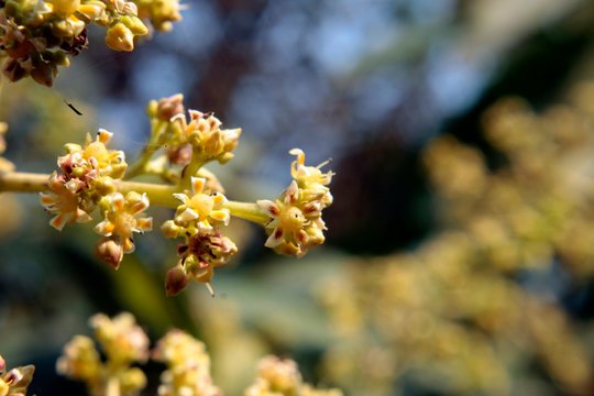 "Mango Flower" Images – Browse 381 Stock Photos, Vectors, and Video ...