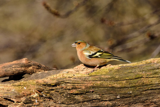 59 BEST Fringuelli IMAGES, STOCK PHOTOS & VECTORS | Adobe Stock