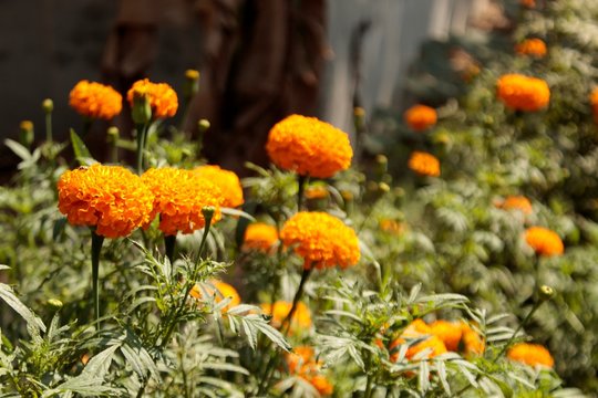 「Tagette」の写真素材 | 48件の無料イラスト画像 | Adobe Stock