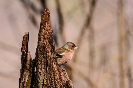 59 BEST Fringuelli IMAGES, STOCK PHOTOS & VECTORS | Adobe Stock