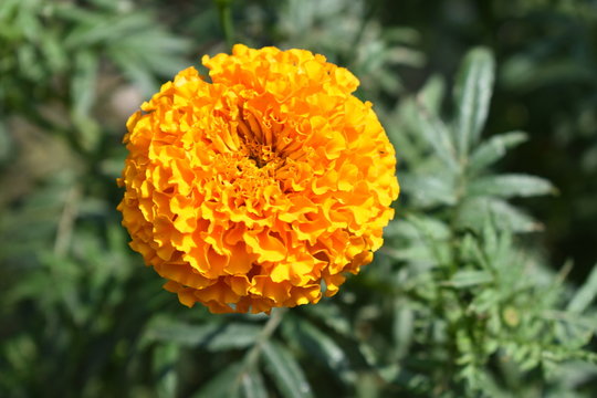 Tagette Images – Browse 53 Stock Photos, Vectors, and Video | Adobe Stock