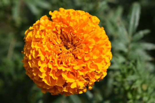 「Tagette」の写真素材 | 48件の無料イラスト画像 | Adobe Stock