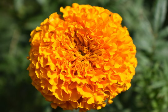 Tagette Images – Browse 53 Stock Photos, Vectors, and Video | Adobe Stock