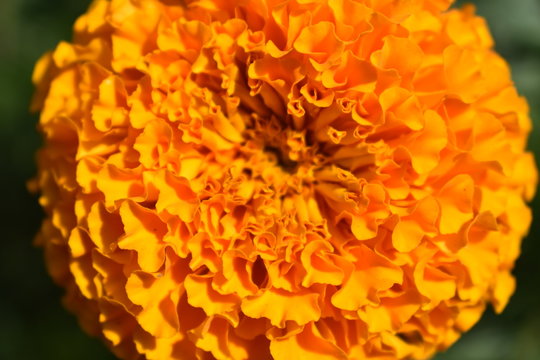 Tagette Images – Browse 53 Stock Photos, Vectors, and Video | Adobe Stock