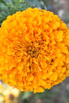 Tagette Images – Browse 57 Stock Photos, Vectors, and Video | Adobe Stock