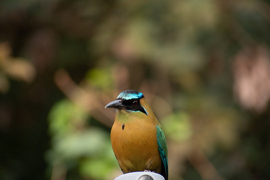 รูปภาพTorogoz – เลือกดูภาพถ่ายสต็อก เวกเตอร์ และวิดีโอ357 | Adobe Stock