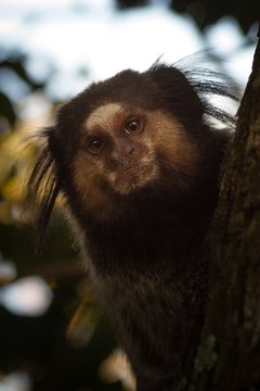 รูปภาพMacaco-Prego-De-Cara-Branca – เลือกดูภาพถ่ายสต็อก เวกเตอร์ และ ...