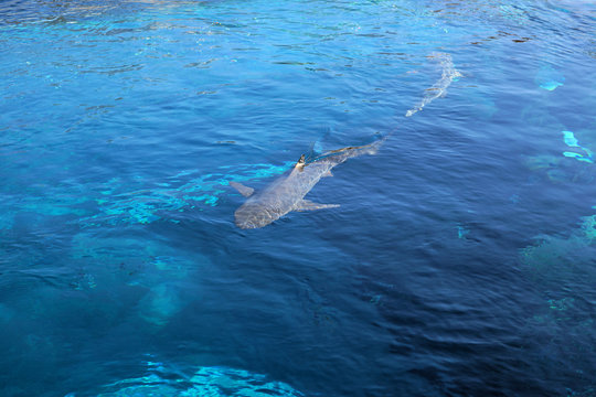 Haifisch 이미지 – 찾아보기 714 스톡 사진, 벡터 및 비디오 | Adobe Stock