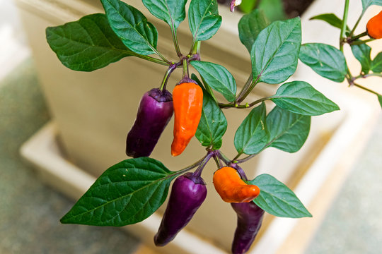 รูปภาพ"Capsicum Annuum" – เลือกดูภาพถ่ายสต็อก เวกเตอร์ และวิดีโอ31,554 ...