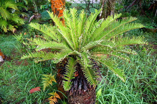 「Cycadales」の写真素材 | 302件の無料イラスト画像 | Adobe Stock