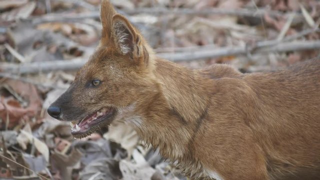 "Chinese Dhole" Imagens – Procure 421 fotos, vetores e vídeos | Adobe Stock