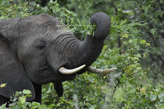 「Braconnier」の写真素材 | 196件の無料イラスト画像 | Adobe Stock