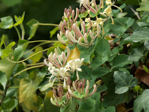 รูปภาพLonicera – เลือกดูภาพถ่ายสต็อก เวกเตอร์ และวิดีโอ19,494 | Adobe Stock