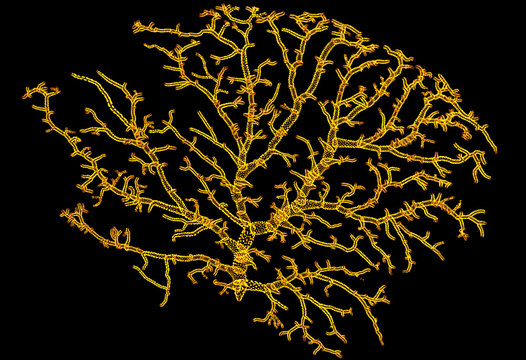 Interneuron Images – Browse 407 Stock Photos, Vectors, and Video ...