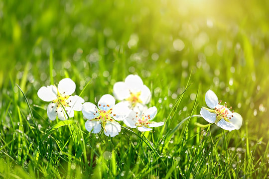 Pingst bilder – Bläddra bland 17,311 stockfoton, vektorer och videor ...