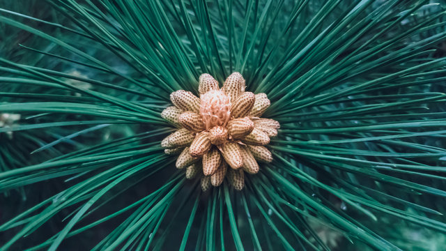 รูปภาพPinoideae – เลือกดูภาพถ่ายสต็อก เวกเตอร์ และวิดีโอ669 | Adobe Stock